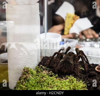 Venezuela Giant Bird Spider (Theraphosa apophysis), Venezuela Giant ...