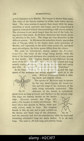 A comprehensive guide to the study of insects, covering their ...