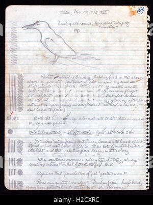 A collection of notes on gull species, focusing on observations ...