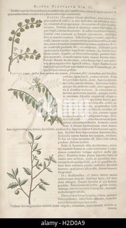 This work details the natural history of Brazil, covering its flora ...