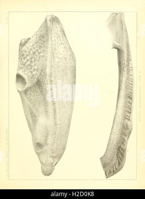 Previously unpublished illustrations of Tertiary Mammals and Permian ...