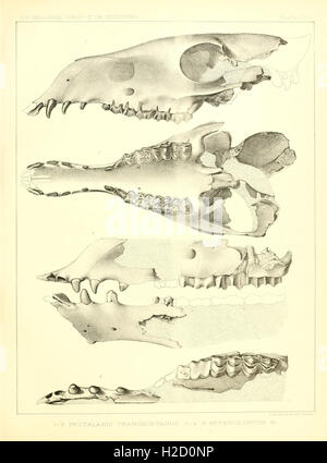 This publication features previously unpublished illustrations of ...