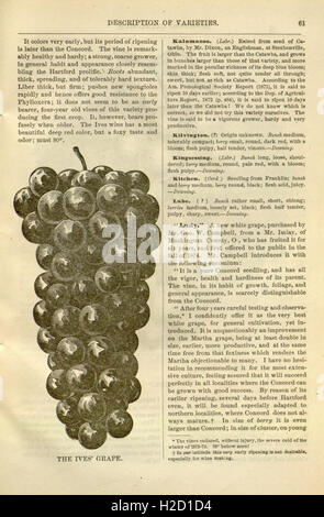 A catalog detailing American grapevine species, with illustrations ...