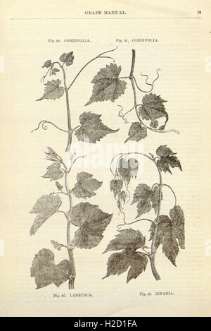 This illustrated catalog provides descriptions of various American ...