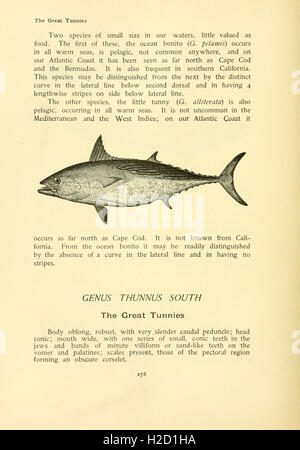 An exploration of game fish species in America, including detailed ...