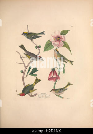 This work showcases the bird illustrations of Alexander Wilson and ...