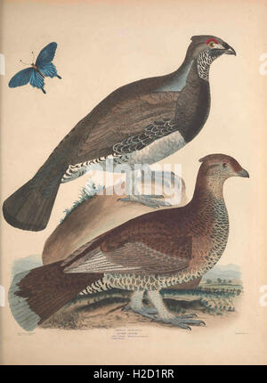 A detailed work by Alexander Wilson and Charles Lucian Bonaparte ...