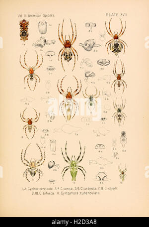 This work focuses on American spiders, detailing their web-building ...