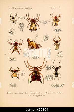 This work examines various American spider species and their ability to ...