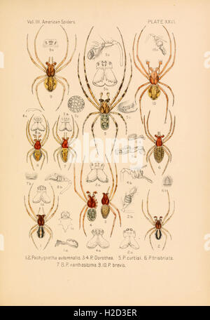 This work examines various spider species native to the United States ...