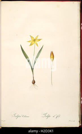 A detailed botanical illustration of the Liliaceae family, showing ...