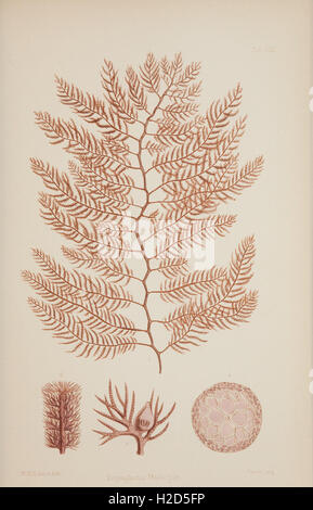 This work discusses Nereis australis and algae of the Southern Ocean ...