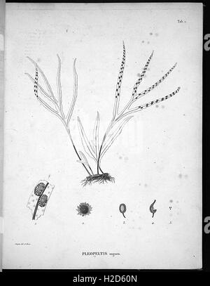 This work introduces new genera and species of plants, providing ...