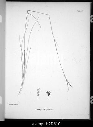 This work describes new genera and species of plants from Chile, Peru ...