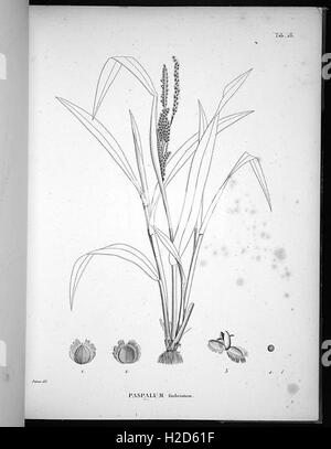 This work details newly discovered plant species and genera, providing ...