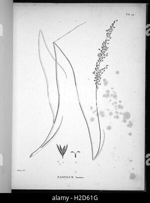 A botanical work introducing new genera and species of plants ...