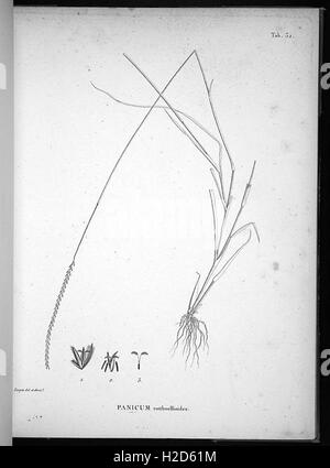This work catalogs new plant genera and species discovered in the Chile ...