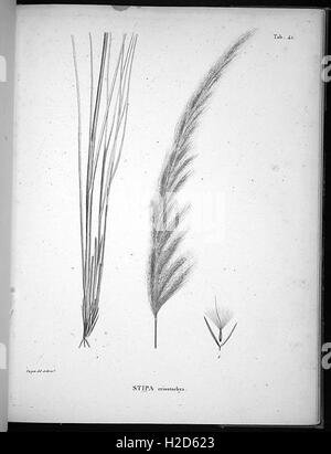 The 'Nova genera et species plantarum' introduces new plant genera and ...