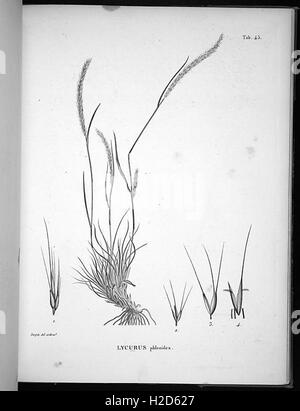 *Nova genera et species plantarum* presents new genera and species of ...