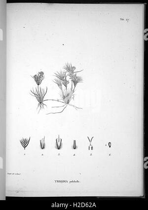 This work introduces new plant genera and species, providing detailed ...