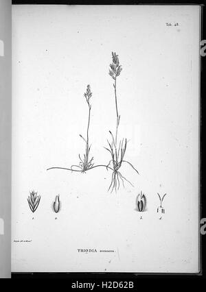 A botanical work cataloging newly identified plant genera and species ...