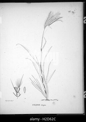 The 'Nova genera et species plantarum' introduces new plant genera and ...
