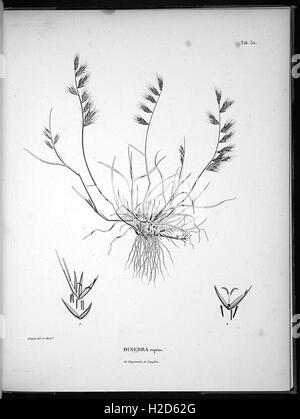 This work introduces new genera and species of plants, providing ...