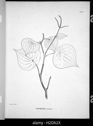 A botanical work cataloging new plant genera and species, with detailed ...