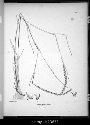 This work introduces new genera and species of plants, providing ...