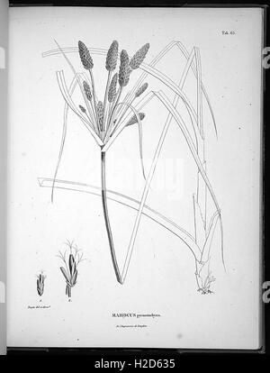 This work introduces new plant genera and species, providing detailed ...