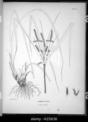 This work introduces new plant genera and species, providing detailed ...