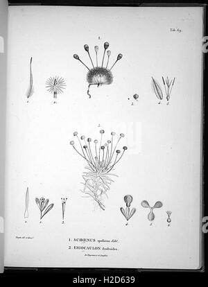 A botanical work introducing new genera and species of plants ...
