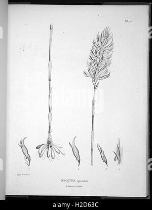 A botanical work cataloging new plant genera and species, with detailed ...