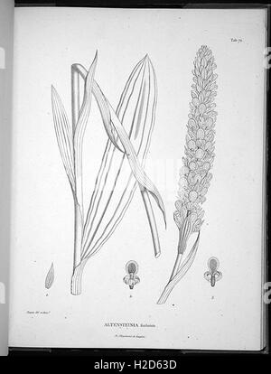 This work introduces new plant genera and species, providing detailed ...