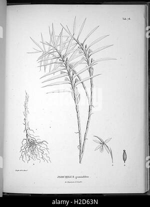 This work presents new genera and species of plants, offering detailed ...
