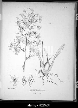 A botanical work documenting new genera and species of plants ...