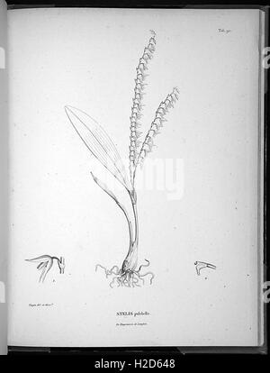 This work, 'Nova genera et species plantarum', is focused on the ...