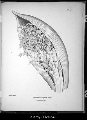 A botanical work documenting new genera and species of plants ...