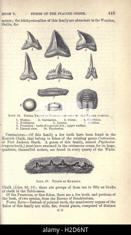 A guide to petrified specimens and fossils in the British Museum ...