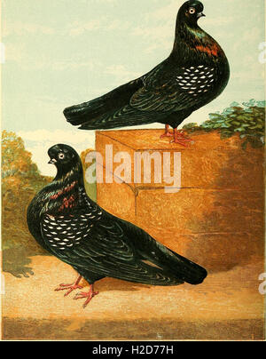 Pigeons- their structure, varieties, habits, and management (1868 Stock ...