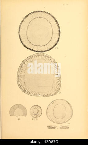 This analysis focuses on the diatomaceous genus Campylodiscus ...