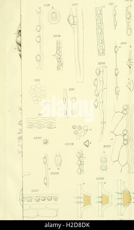 A study of the anatomical and physiological properties of calcium salts ...