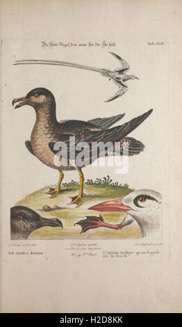 This work features a collection of rare and foreign bird species, with ...