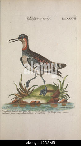 This work presents a collection of rare and foreign bird species, with ...