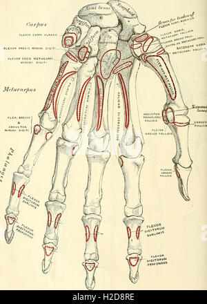 Anatomy, descriptive and surgical (1897 Stock Photo - Alamy
