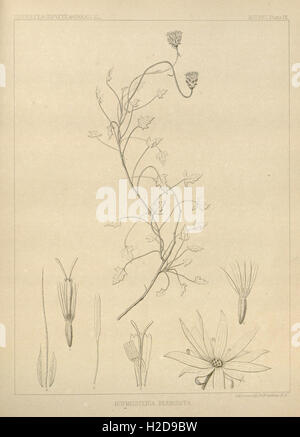 This report details the botanical findings of an expedition, presenting ...