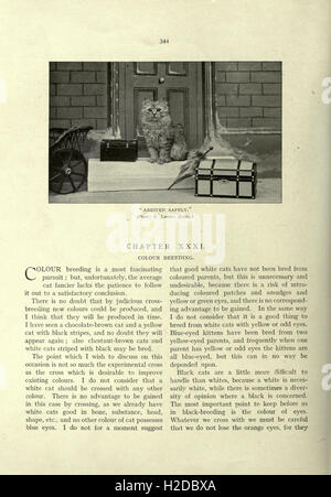 'The Book of the Cat' is a comprehensive guide to domestic cats ...