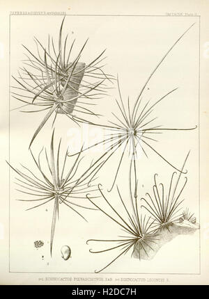 This collection highlights the botanical works of George Engelmann ...