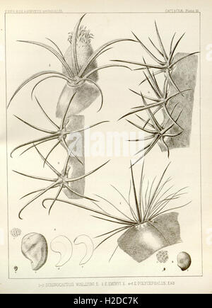 This work compiles the botanical contributions of George Engelmann ...