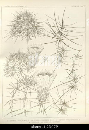 This collection showcases the botanical works of George Engelmann ...